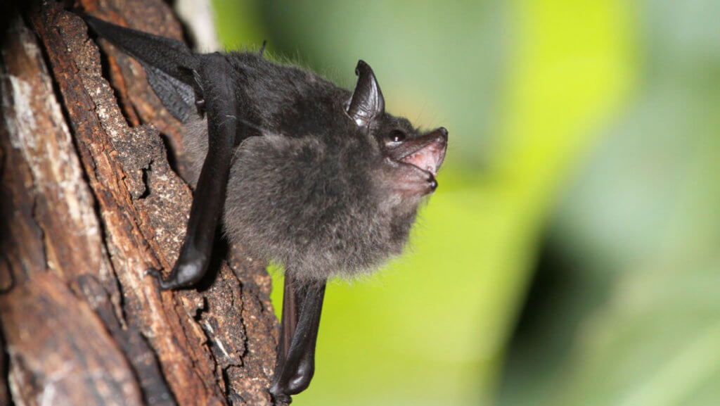 Baby talk: What we can learn from bats about how human moms and babies ...