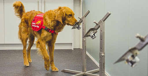 The dog nose knows: Bio-detection dogs can save your life. Here’s how ...