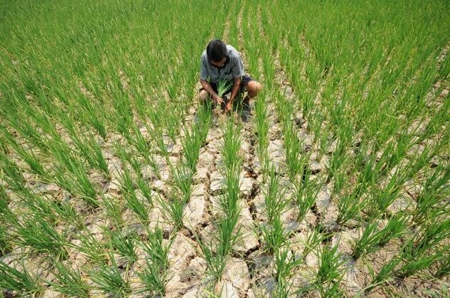 Viewpoint: ‘Time is of the essence’ — Climate-resilient crop varieties ...