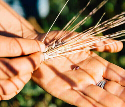 Climate-resilient desert crops: New generation of hardy seeds optimized ...