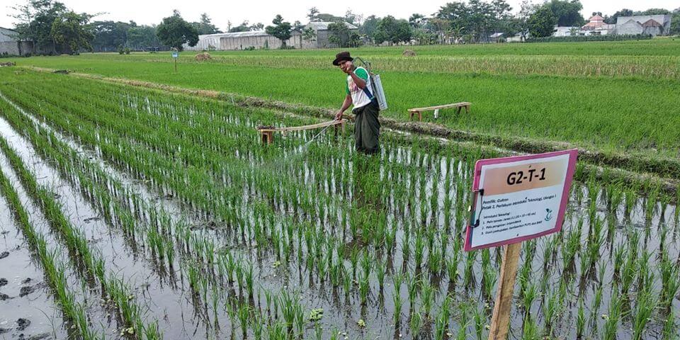 4 million tons of rice is destroyed each year to flooding in Southeast ...