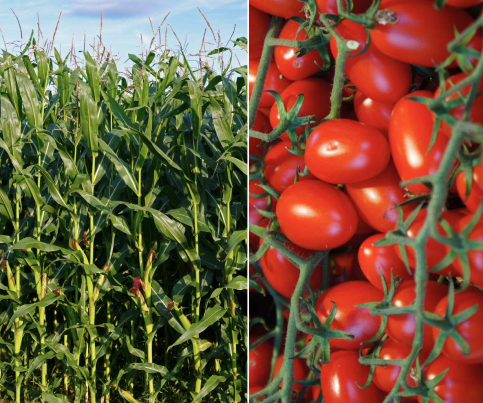 GMOs vs gene edited crops and animals: Are there meaningful ...