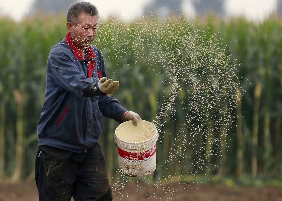 China has produced more research on gene-editing crops than any other ...