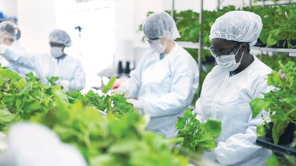 New COVID vaccine approved in Canada, made by Medicago and derived from ...