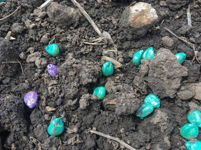 Viewpoint: Are American farmers overusing neonicotinoid-coated seeds ...