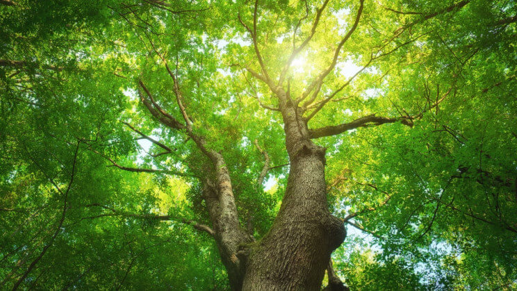 Living Carbon has engineered a poplar tree that soaks up carbon and ...