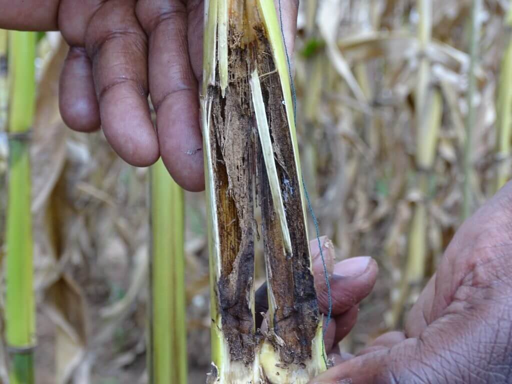 Ugandan field trials demonstrate significant economic benefits for ...