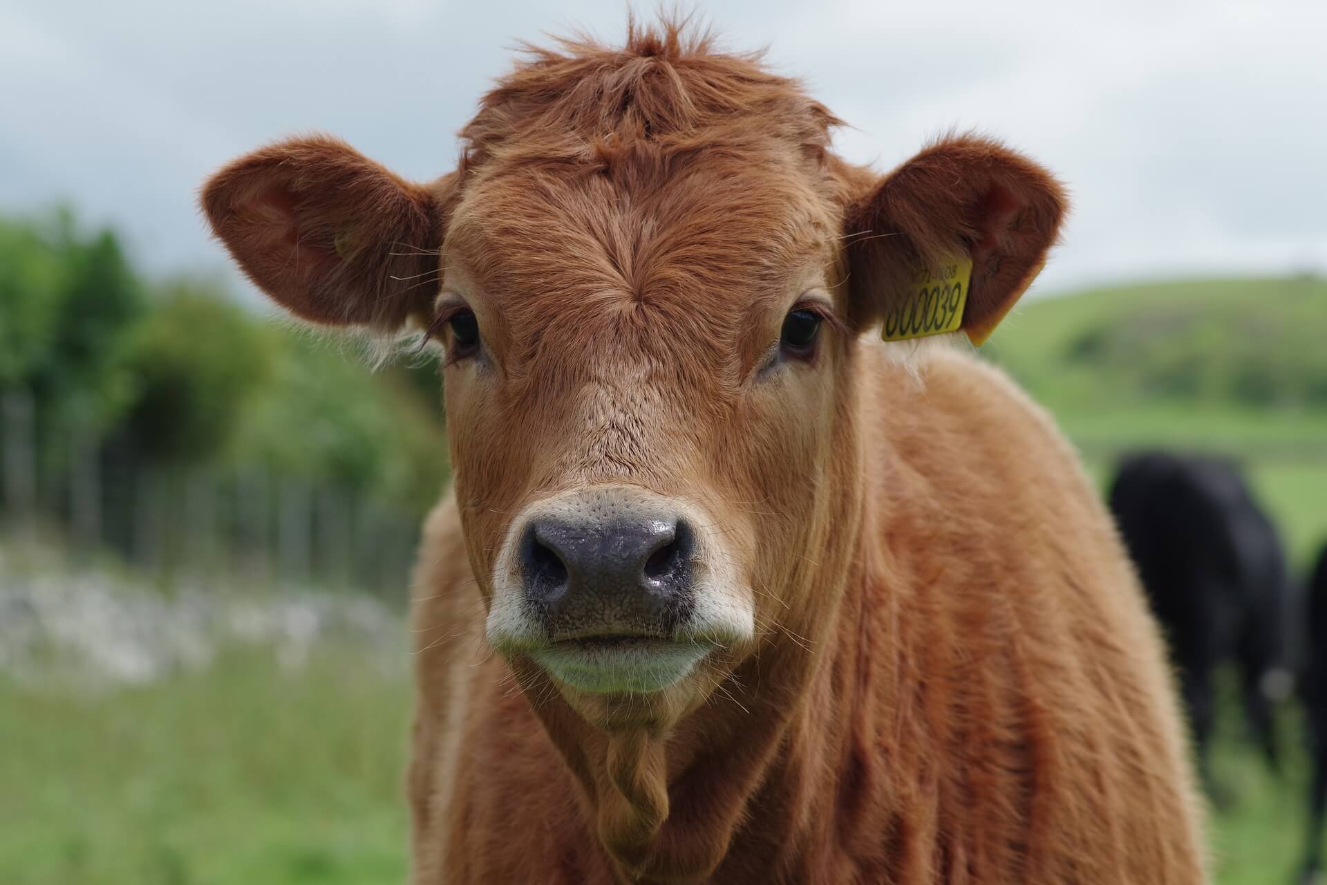 CRISPR beef approved for sale after FDA finds no safety concerns ...