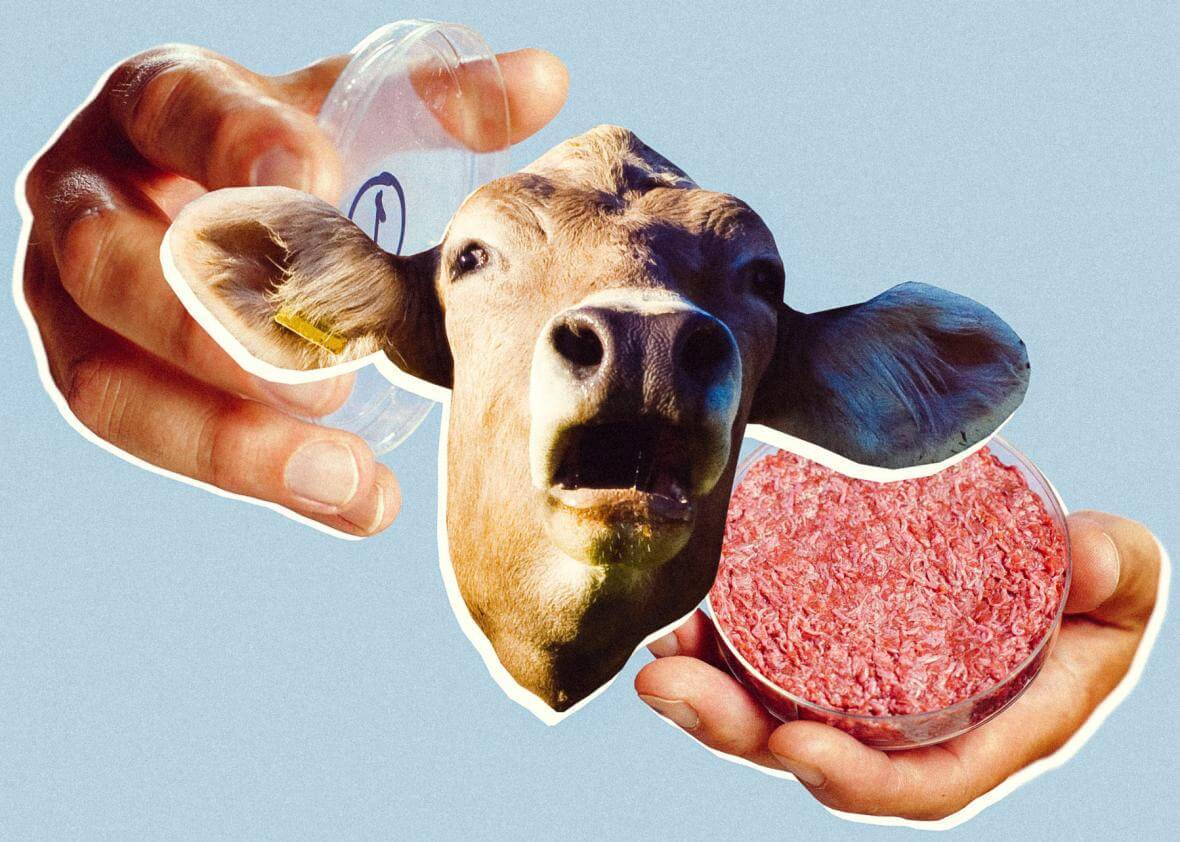 Viewpoint: The messy details of how lab-grown meat is made - Genetic ...