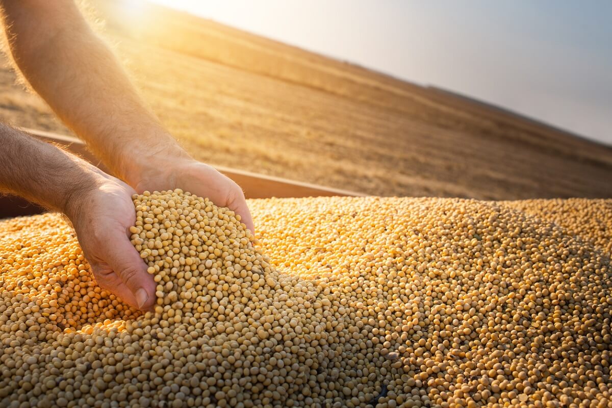 ‘If tomorrow there were no transgenic crops, a third of humanity would ...