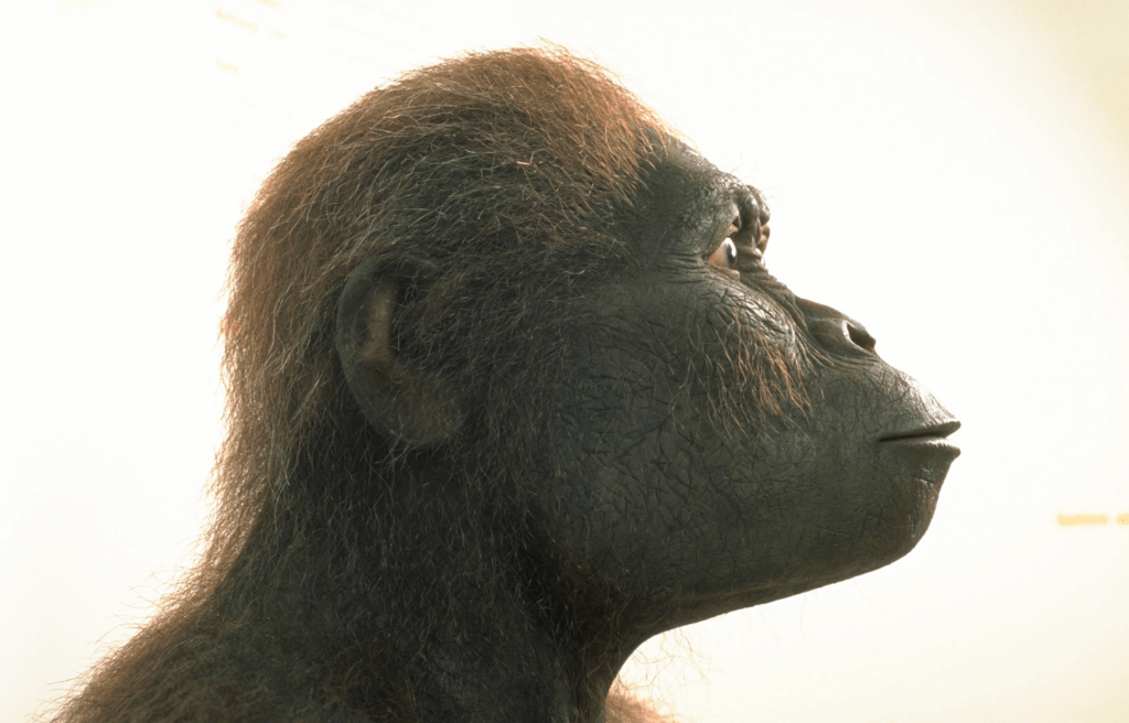 Bones found in the ‘cradle of civilization’ in South Africa date to as ...