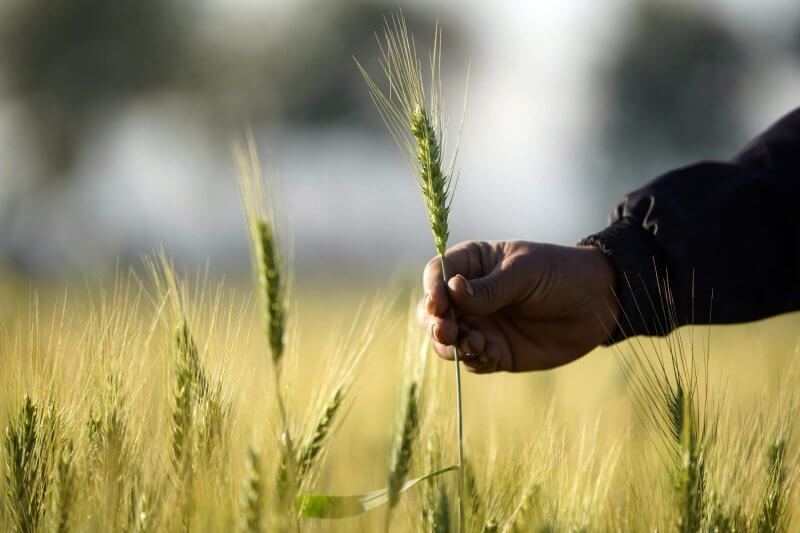 Gene-edited HB4 wheat clears FDA evaluation in ‘key step’ towards ...