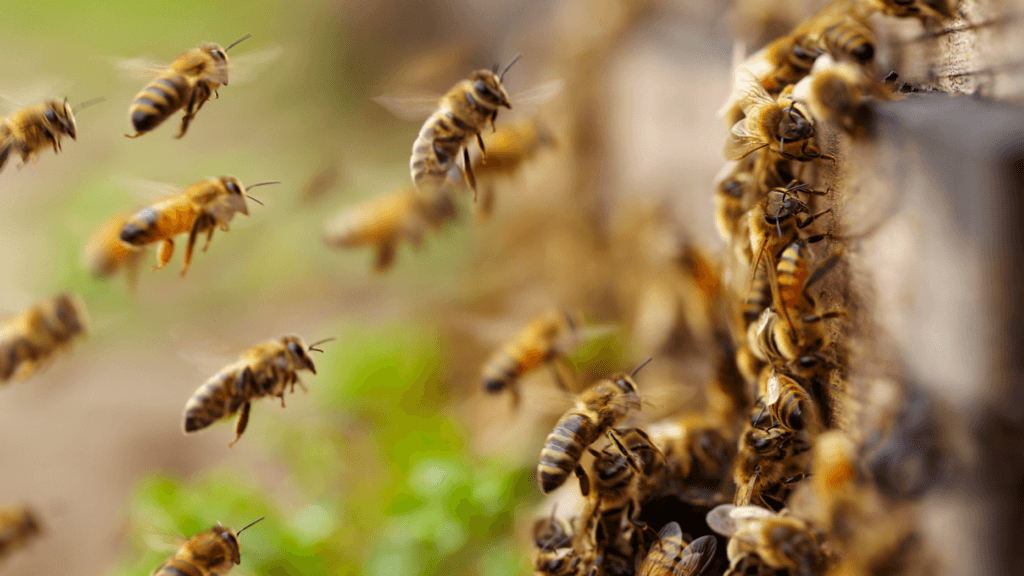 Video: Honeybee apocalypse? Yet another scientist challenges claims ...