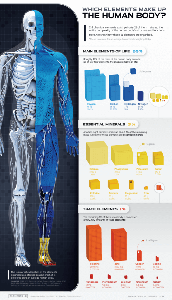 Infographic: Did you know the human body is made up of zinc, copper and ...