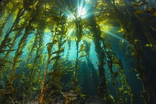 The newest superfood: Environmentally-friendly seaweed may be a ‘one ...