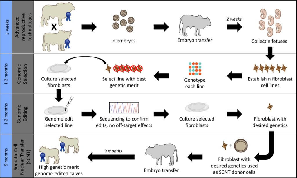 Why meat and milk from gene-edited hornless cows are safe to eat ...