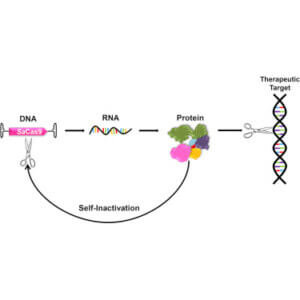 ‘Engineering safety’: How we can improve CRISPR for wider use in ...