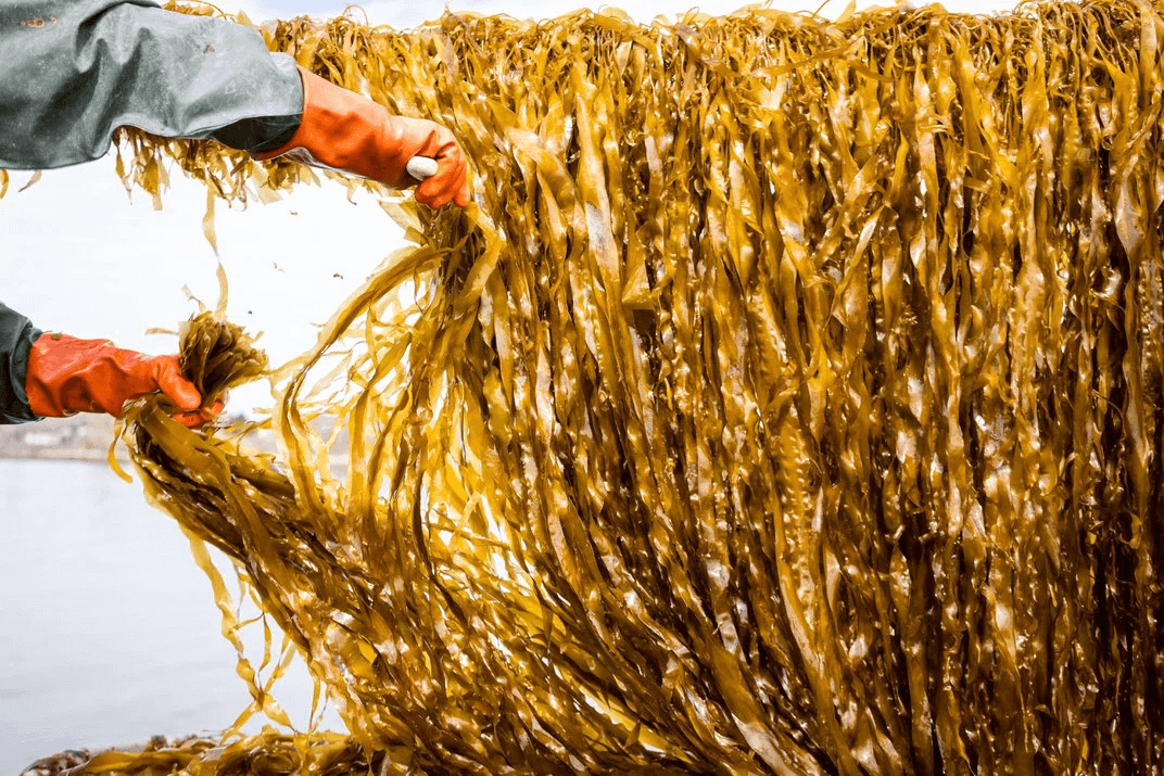 Mmmm, kelp burgers! Would you swap meat for seaweed? - Genetic Literacy ...