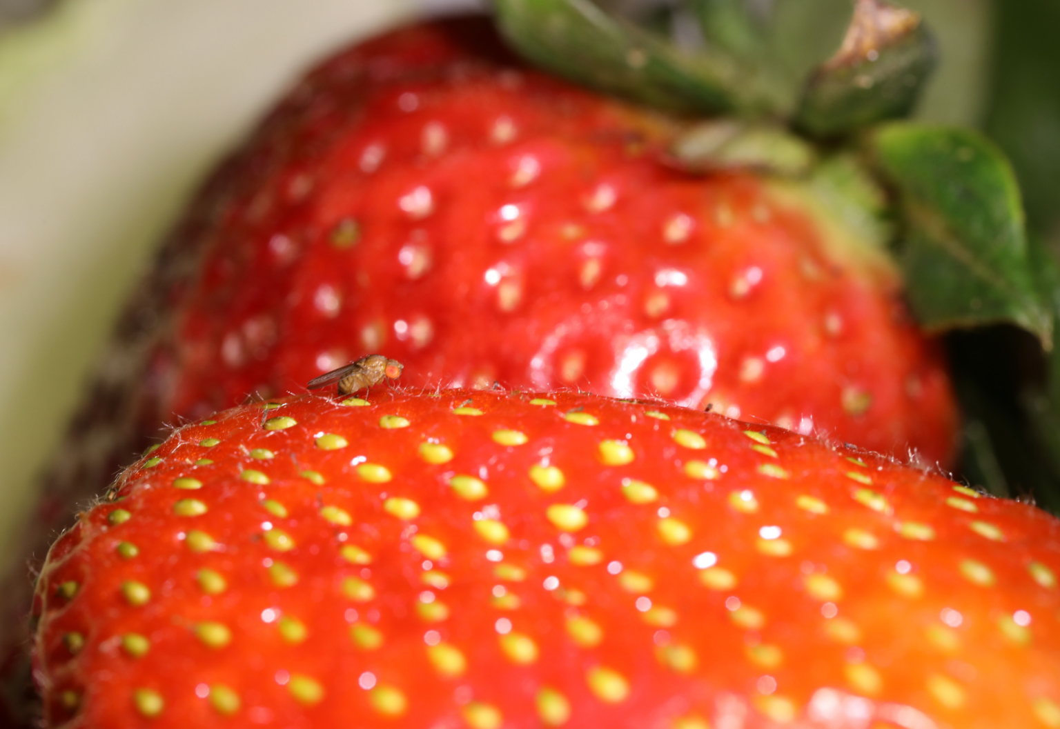 Tweaking crops to prevent disease and reduce pesticide use — a CRISPR ...