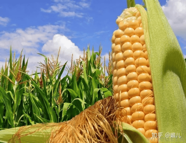 Viewpoint: EU’s approval to import genetically engineered corn for ...
