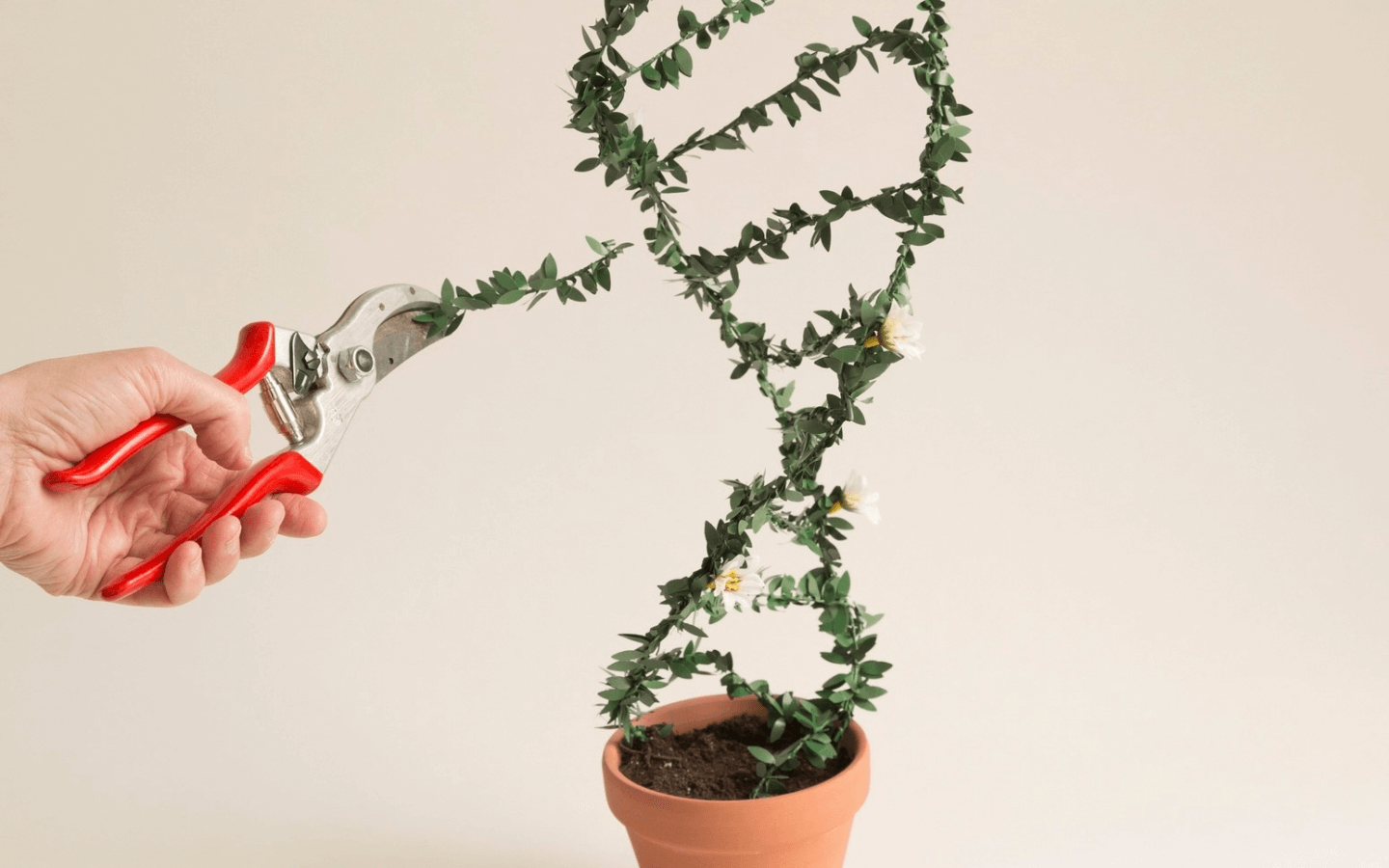 How a new regulatory structure for biotechnology-tweaked crops might ...