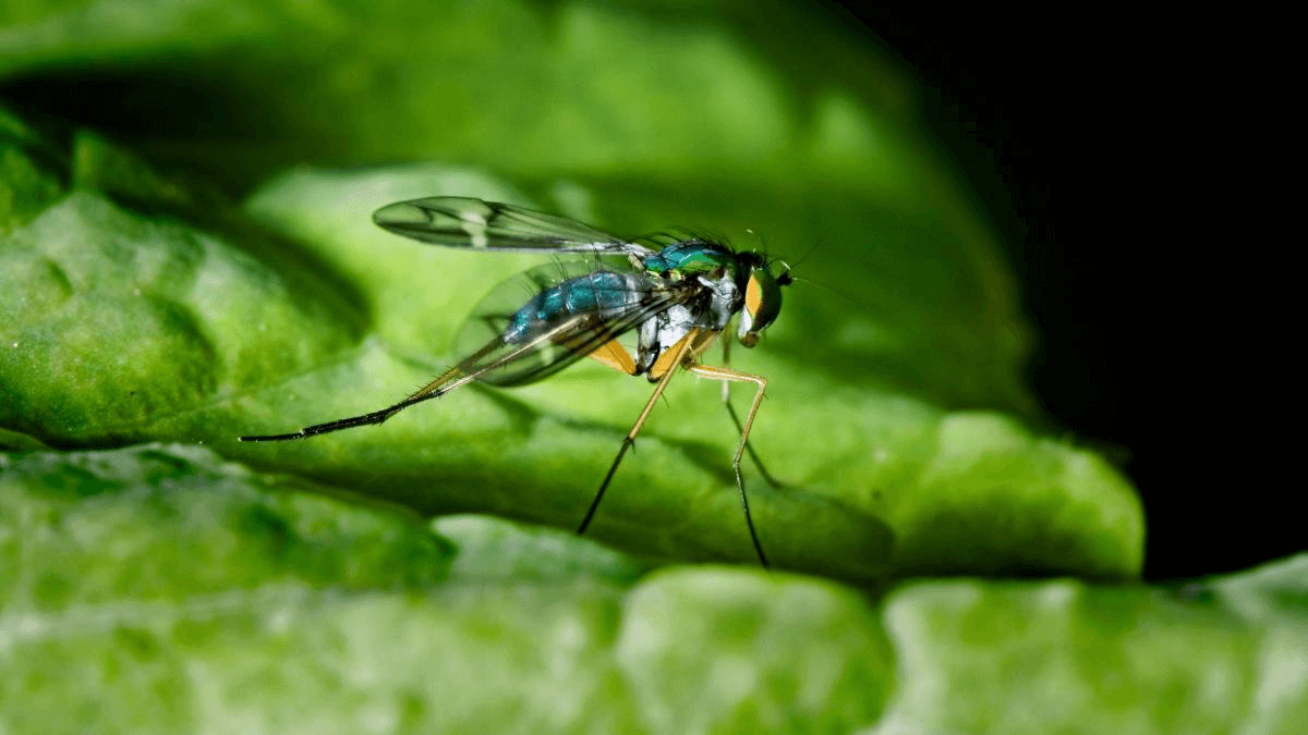 Genes from honeybees and African frogs help create a new species of ...