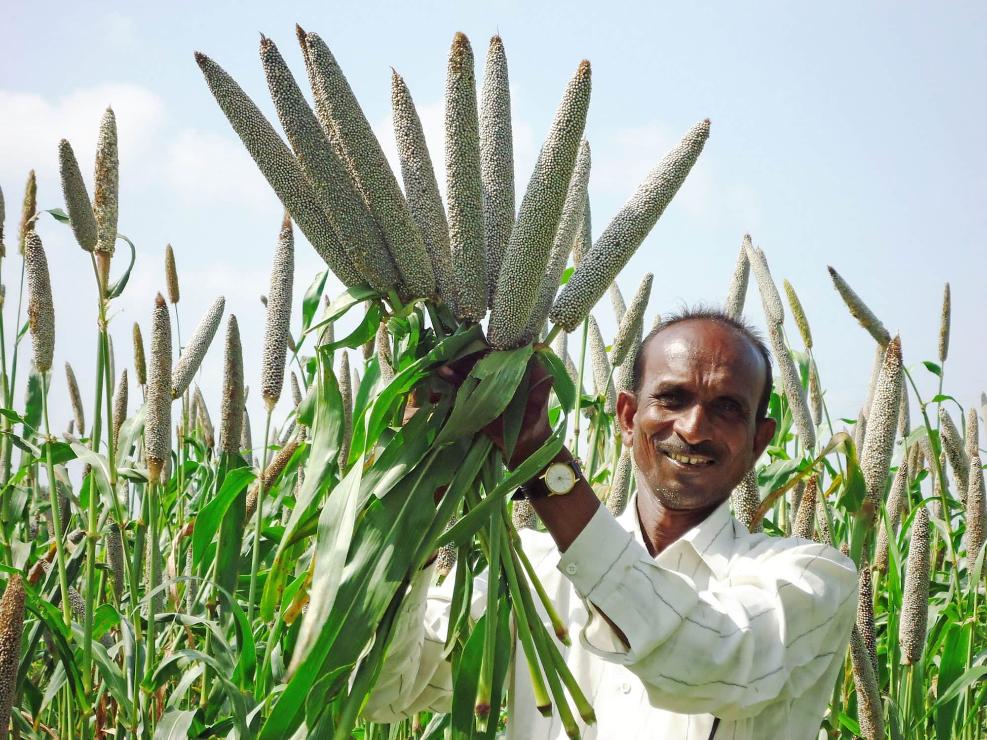 Biofortification of staple crops: How the mundane pearl millet grain ...