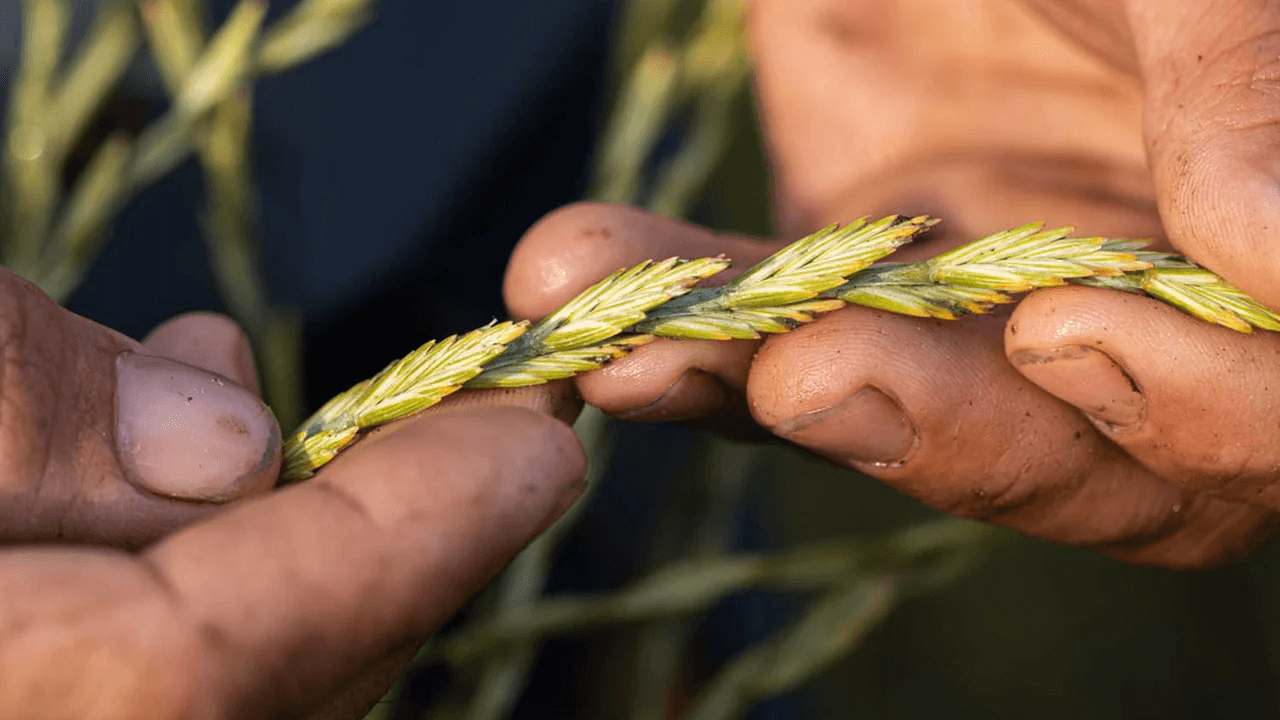 Promise and peril of Kernza: This deep-rooted, erosion-fighting ...