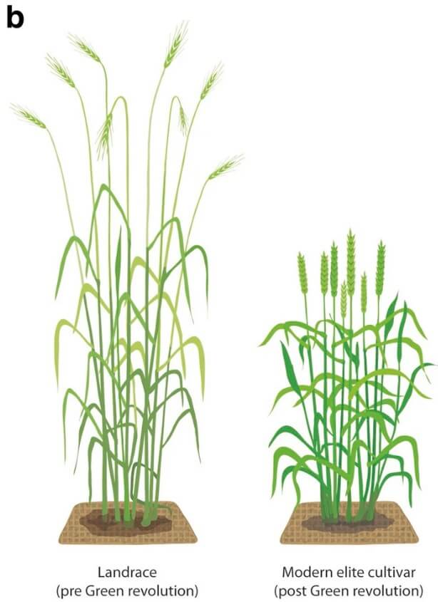 Viewpoint: GM drought-tolerant crops: Here is one biotech innovation ...