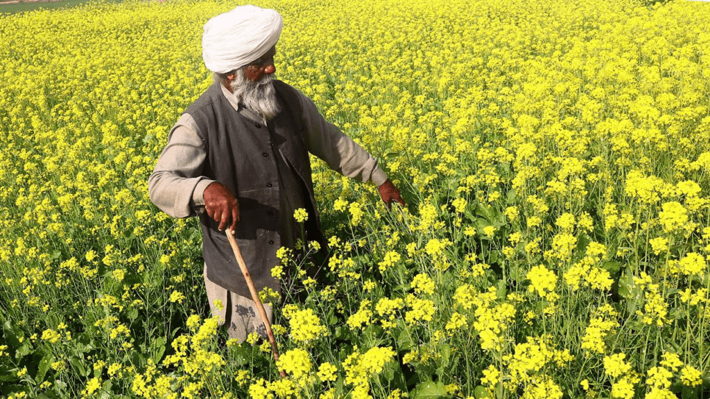 Here's the background on India’s newly-approved high-yielding ...