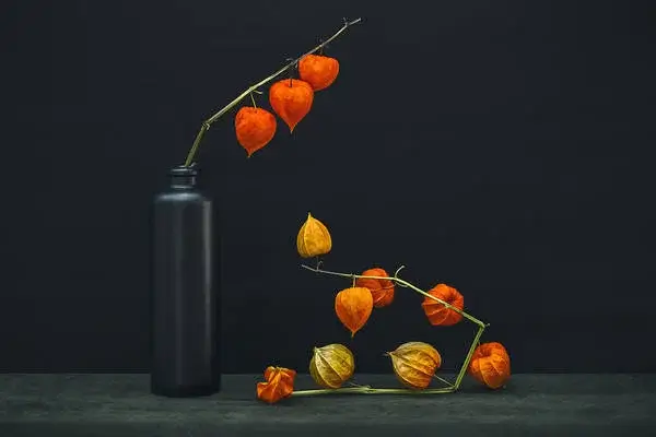 Distant tomato relative the groundcherry: Genetic modification poised ...