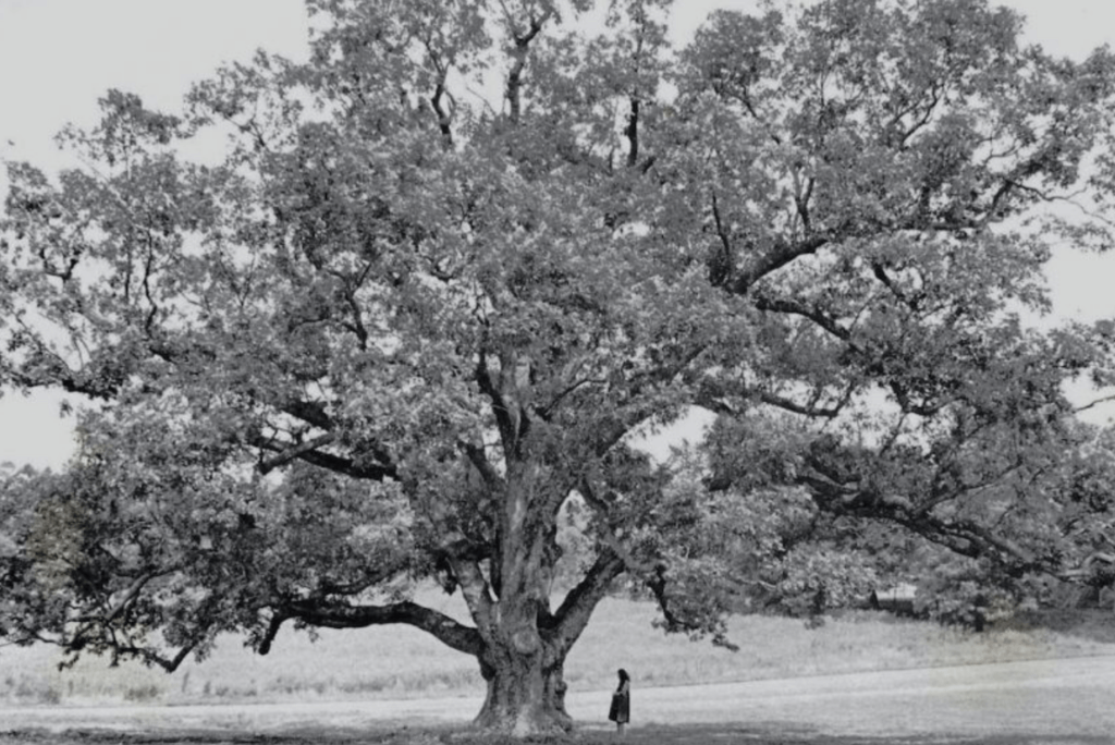Biotech chestnut tree poised to restore lost ecosystems and ...