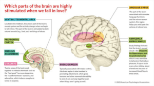 ‘Love is a biological necessity’: Here is how deep attraction affects ...
