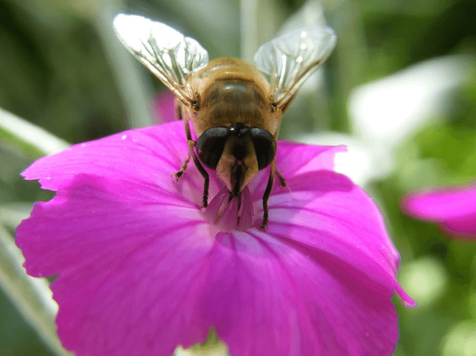 Viewpoint: What’s killing bees? Reviewing the impact of parasites and ...
