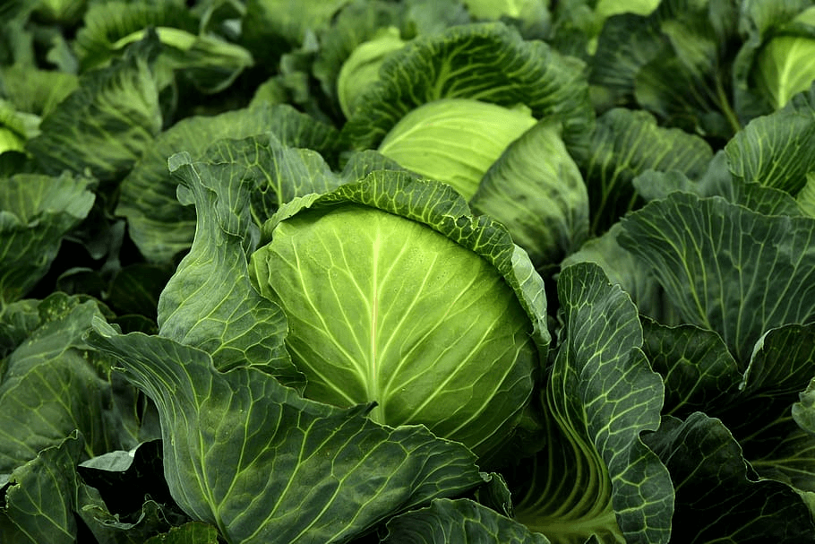 Video: From scorpion-venom cabbage to human breast milk from cows, here ...