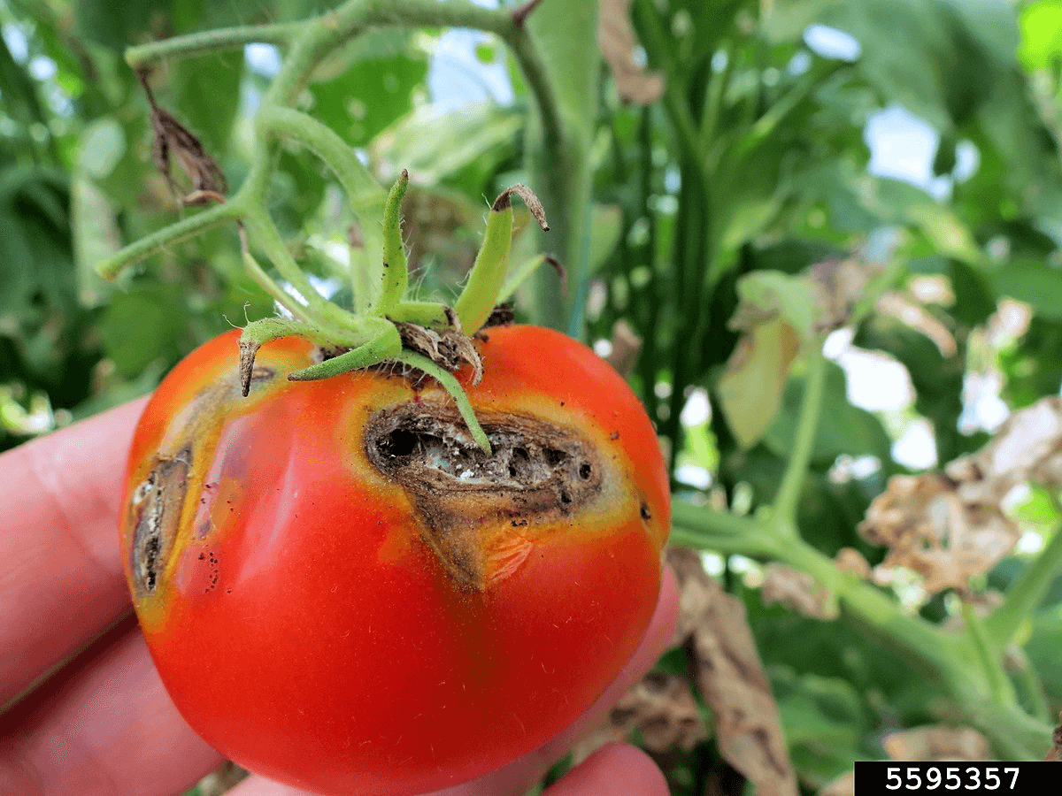 30 years of waiting for an insect-resistant tomato but questions about ...