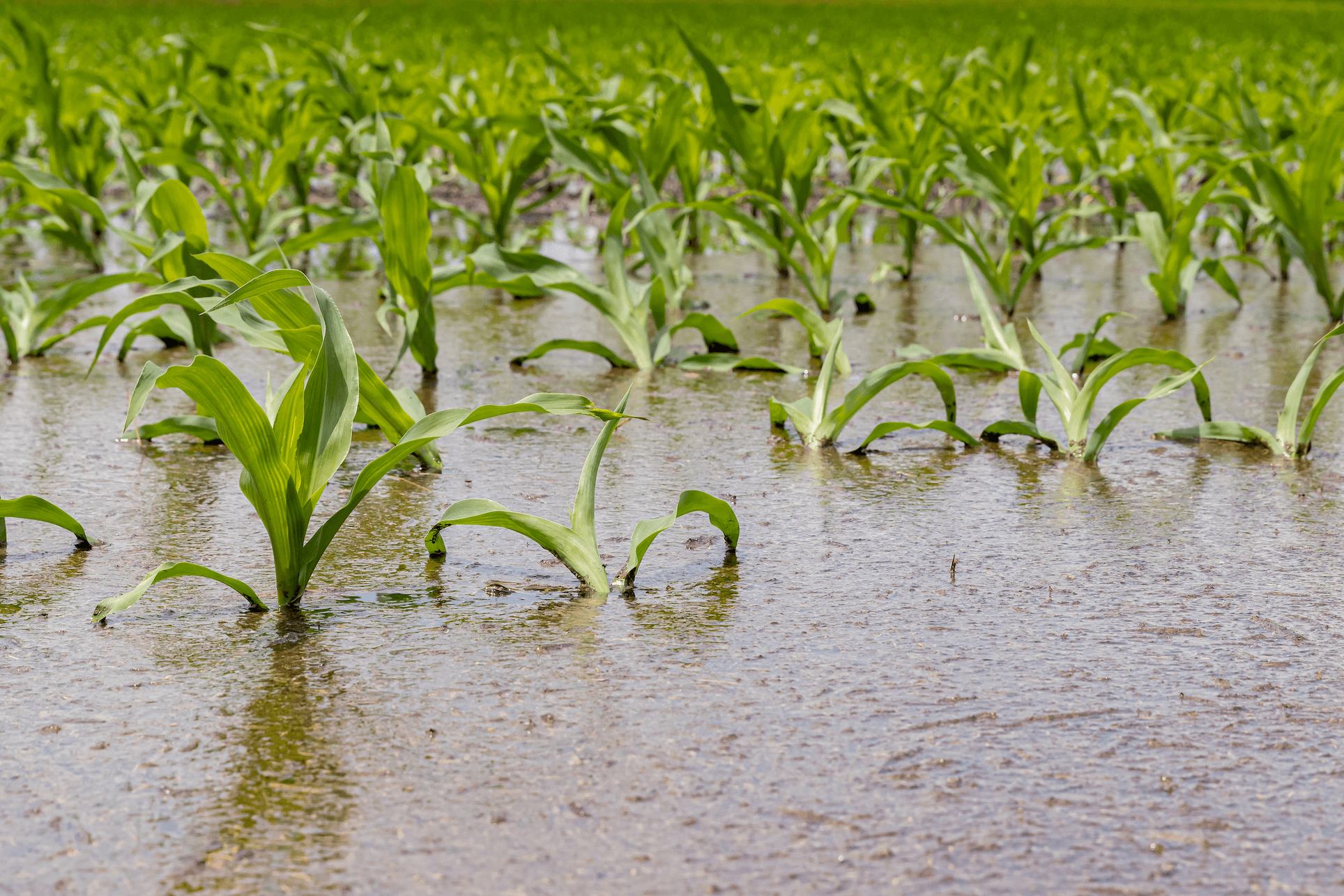 Zimbabwe smallholder farmers struggle to match climate science with ...