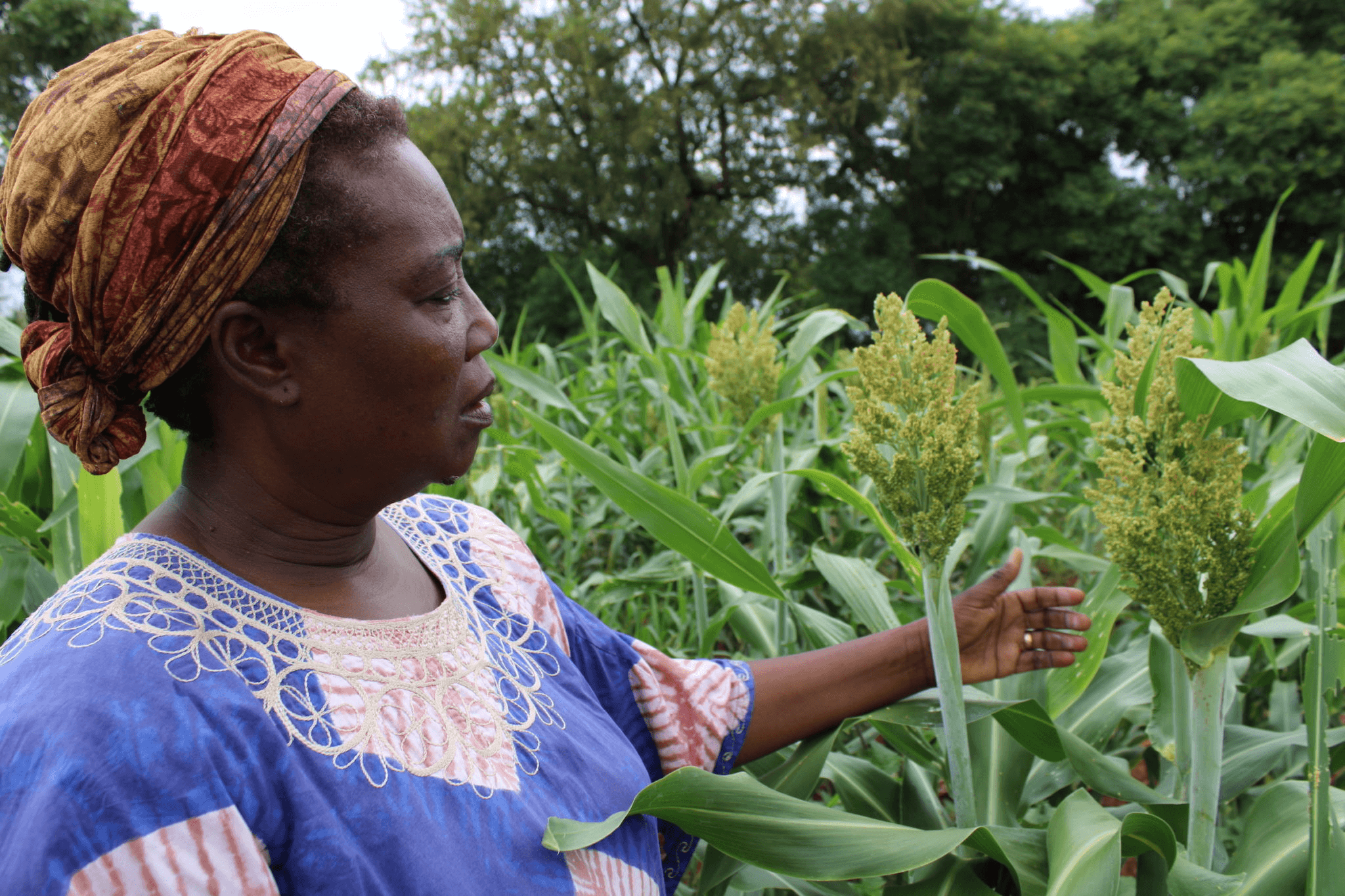 Zimbabwe smallholder farmers struggle to match climate science with ...