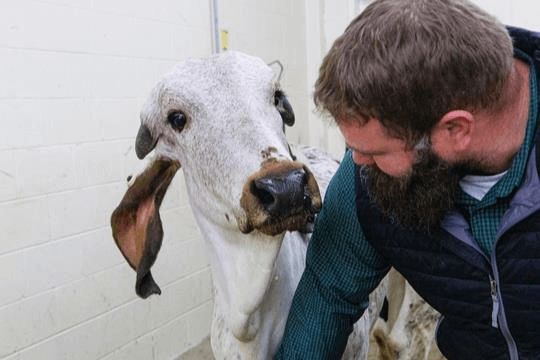 A debilitating virus has plagued the cattle industry for decades ...