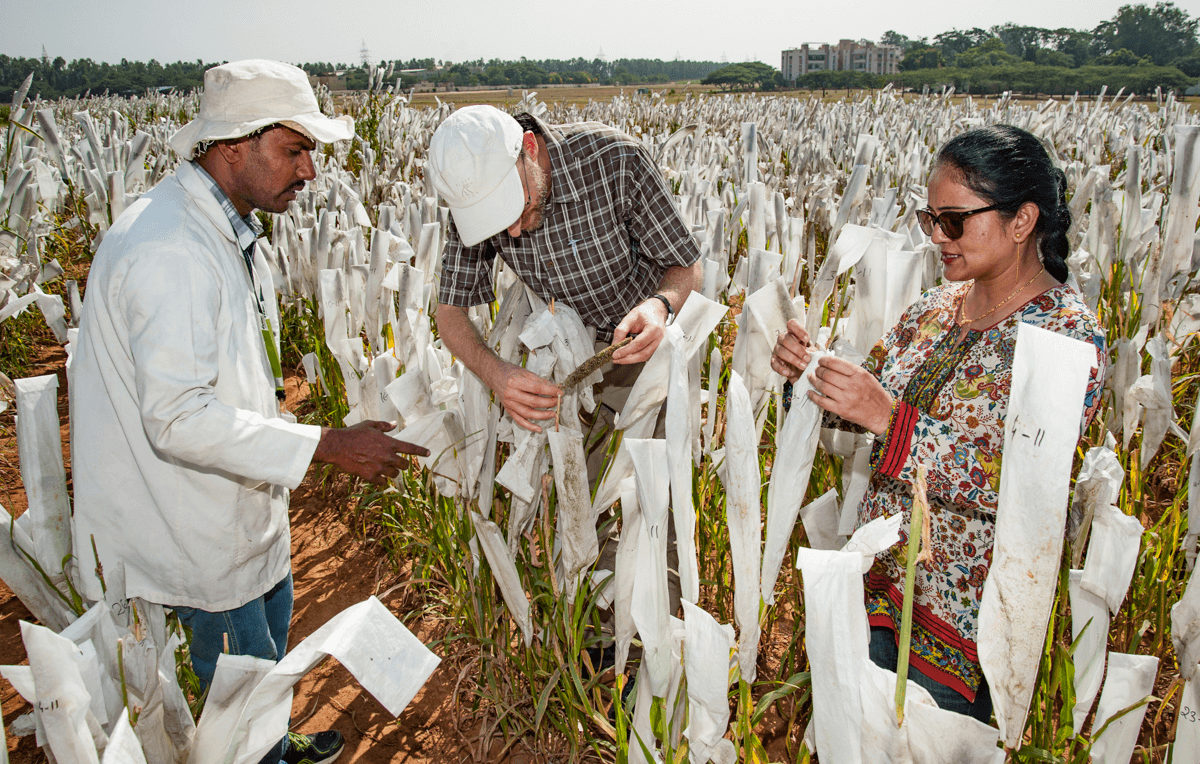 Countries around the world diverge on how to regulate gene editing crop ...