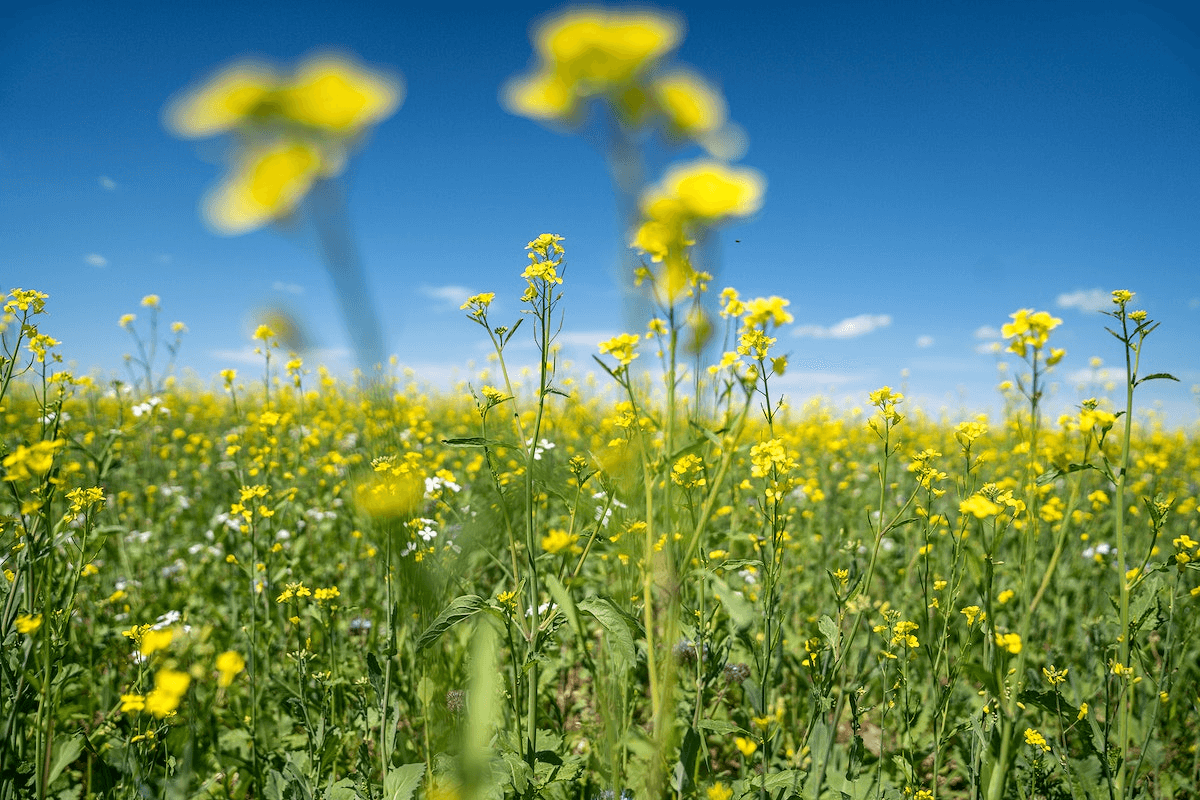 Viewpoint: Genetically-modified mustard is key for India to reduce ...