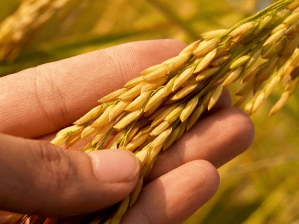 Viewpoint: Greenpeace’s ongoing campaign against Golden Rice is taking ...