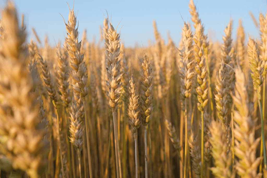 Celiac-safe wheat? Here’s how gene editing can eliminate crop allergens ...