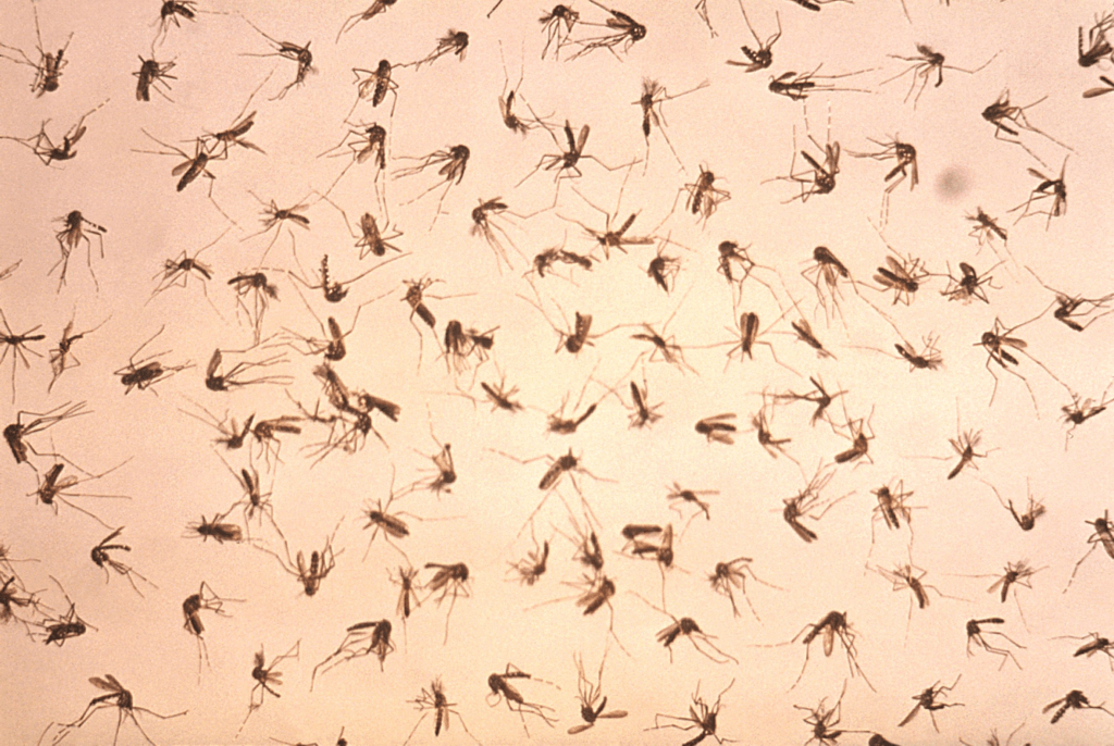Unleashing the swarm: Battling the global mosquito menace and defending ...