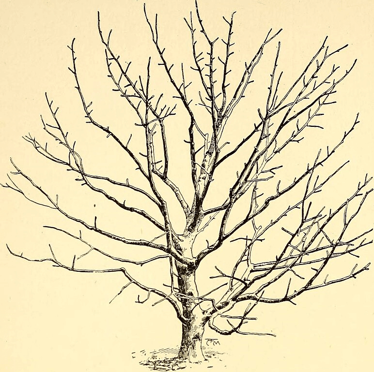 Genetic mutation that makes apple trees grow like weeping willows could ...