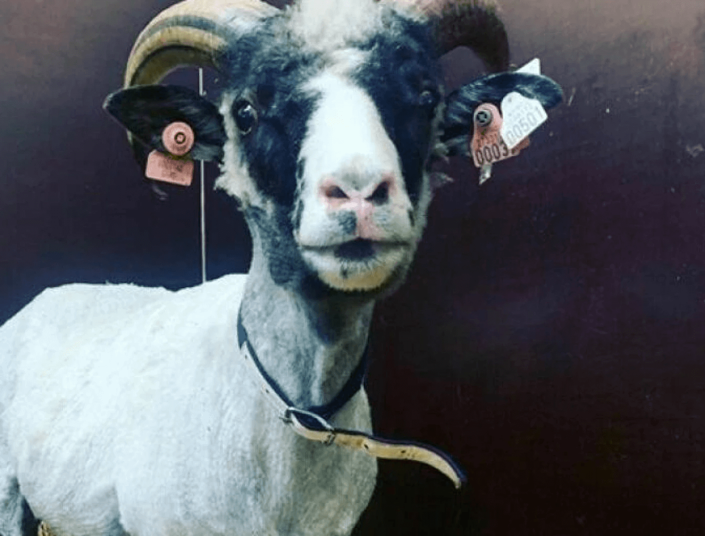 This sheep has horns like a male — but a female reproductive system ...