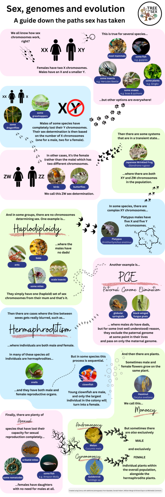 Infographic: Tree of Sex — Cataloging wild ways nature reproduces, from ...