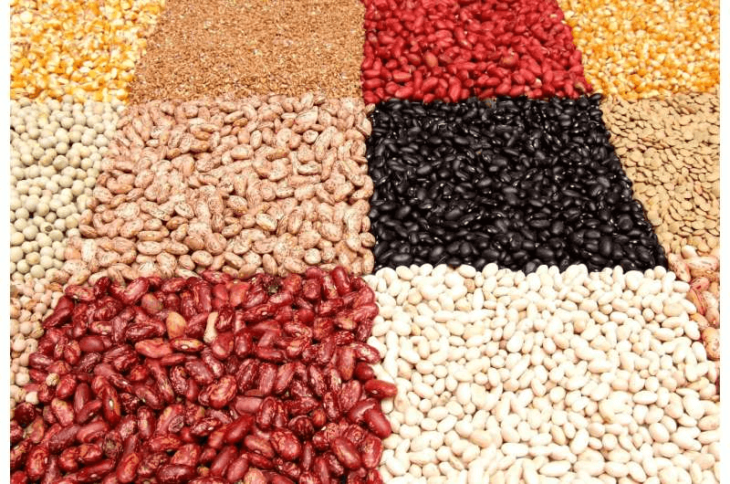 Genetically-modified crops poised to revolutionize sustainable farming ...