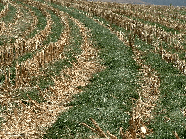 Viewpoint: Land sharing vs land sparing — How can we increase crop ...