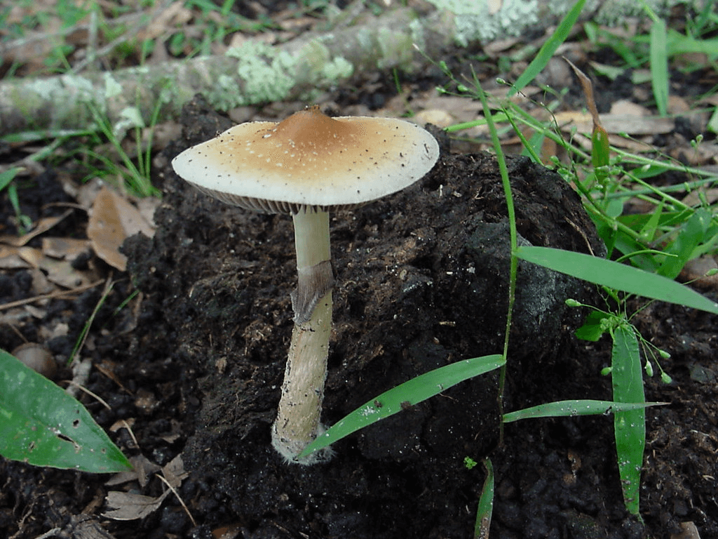 Viewpoint: Medicinal doses of psychedelics can treat PTSD, depression ...